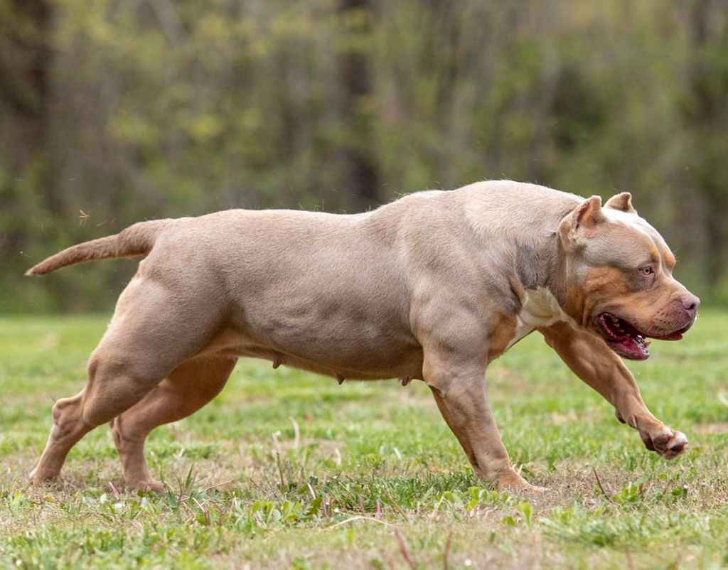 Welcome to Bluegrass Bullies of KY