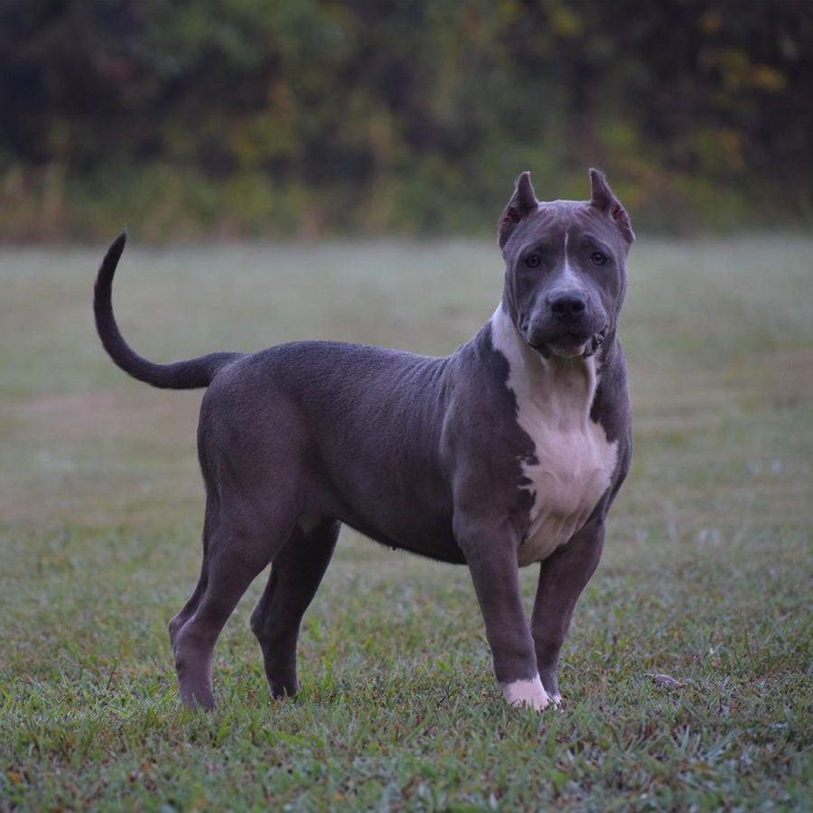 XL Bully Puppies For Sale